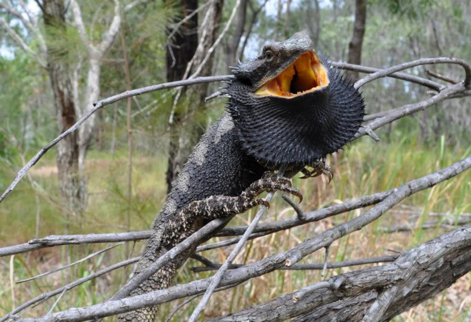 Agamy ve volné přírodě :: Kody Wiky Dragons