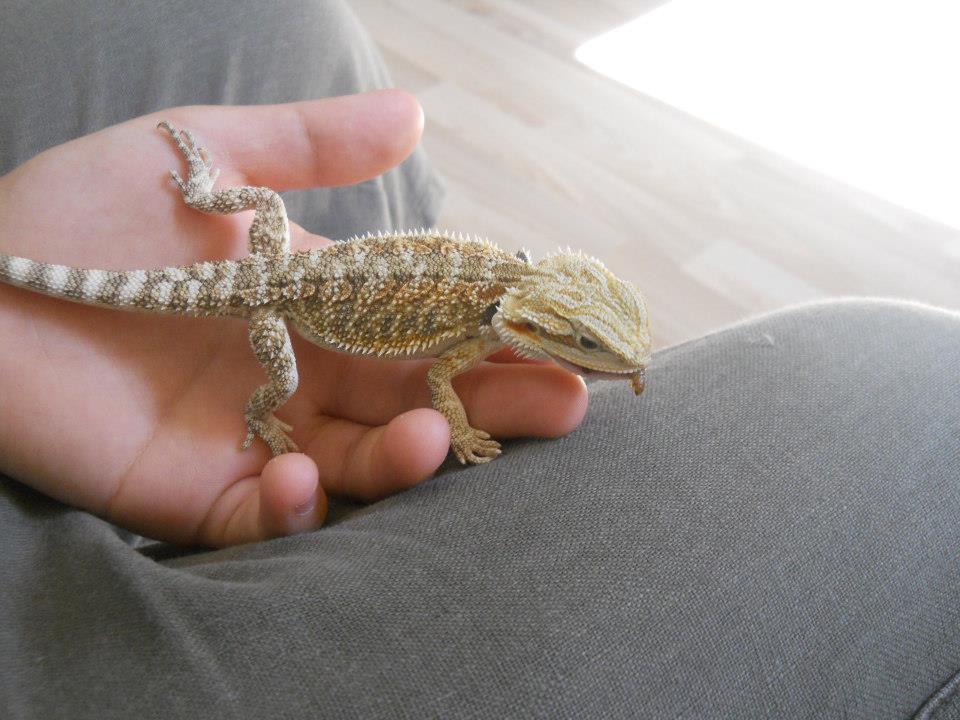 Koupě agamy a její přeprava :: Kody Wiky Dragons